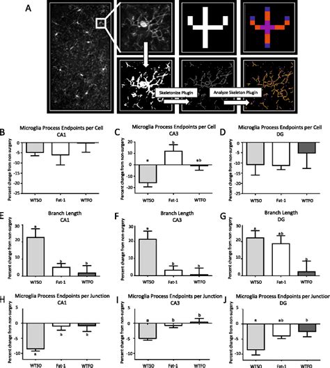 a schematic illustrating the method for measuring microglia morphology