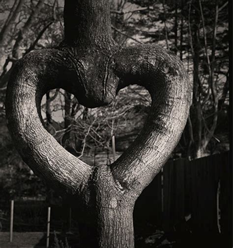 Is This The Lover S Tree R Natureporn