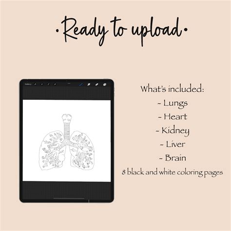 Anatomy Coloring Pages Pdf Or Goodnotes Coloring Etsy