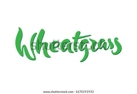 Wheatgrass Vector Text Hand Drawn Lettering Stock Vector Royalty Free