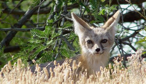Desert Kit Fox