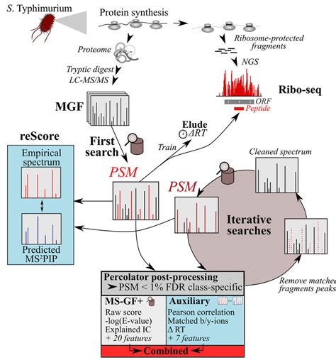 Proteomics Pipeline Using Percolator 15 Postprocessing Of 34 Features Download Scientific