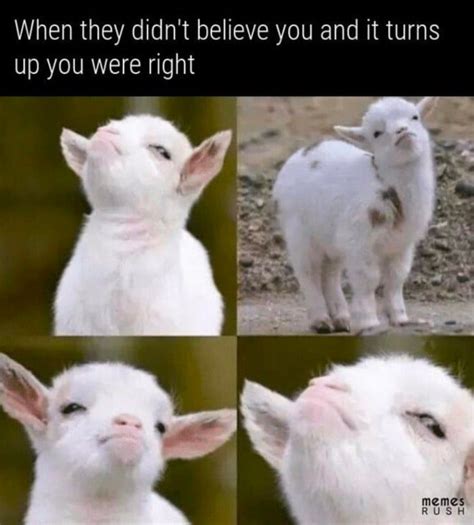 These Goat Memes Are The Greatest Of All Time 25 Memes Artofit