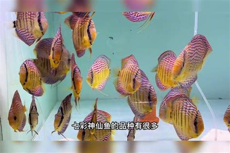 七彩神仙鱼有人说好养有人说不好养究竟怎么养 七彩