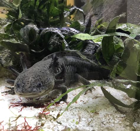 Así Es El Ajolote El Monstruo De Agua Que Nunca Envejece Watqvt