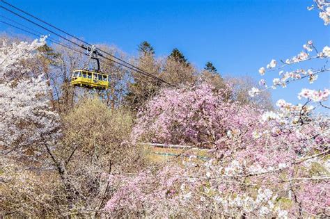 桜の絶景ハイキング関東近郊でお花見を楽しめる低山6選極私的おでかけ百景 19