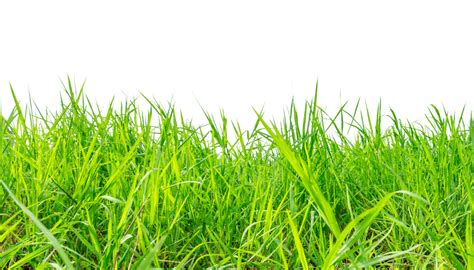 Green Grass Background Pngs For Free Download