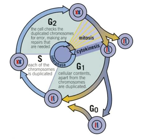 Module 2 Diagram Quizlet