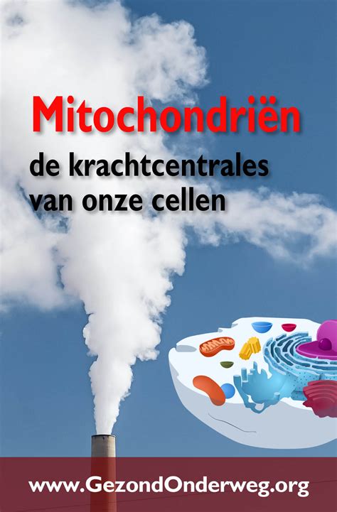 Mitochondriën De Krachtcentrales Van Onze Cellen Gezond Onderweg