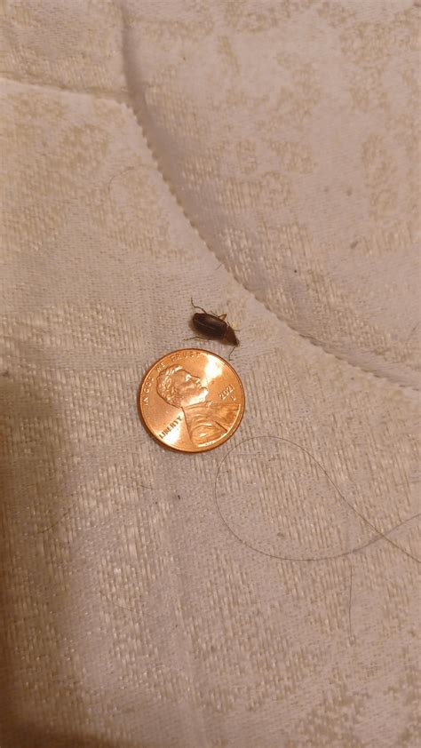 Can Someone Help Me Id This Bug It Doesnt Really Look Like A Roach