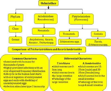 Classification Phylum Platyhelminthes