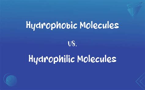 Hydrophobic Molecules Vs Hydrophilic Molecules Whats The Difference