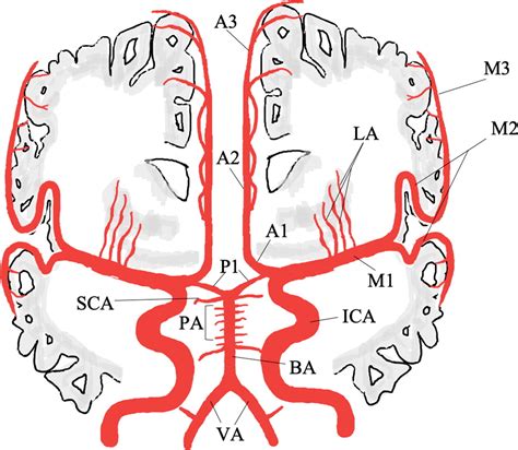 Time Of Flight Intracranial Mra At 3 T Versus 5 T Versus 7 T Visualization Of Distal Small