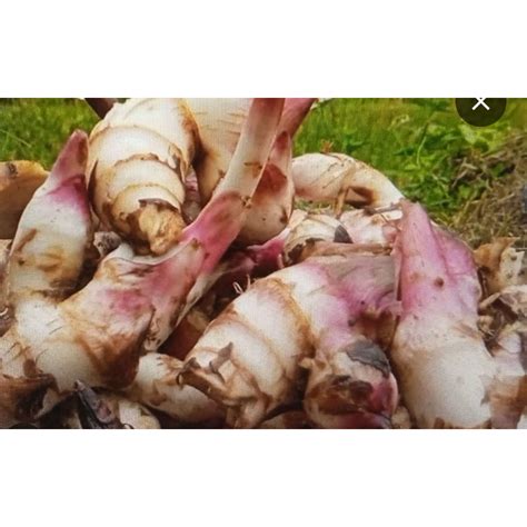 Ubi Ganyong Muda 500g Shopee Malaysia