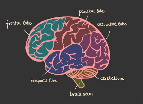 You Should Stop Giving Advices The Neuroscience Of Decision Making