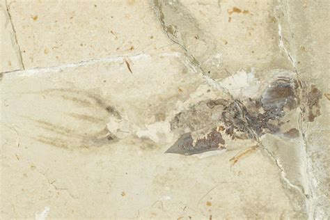 4 8 Cretaceous Fossil Squid With Tentacles And Ink Sac Pos Neg