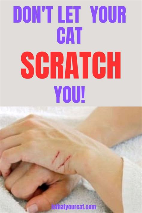Why Does My Cat Scratch Me It S A Full On Assault