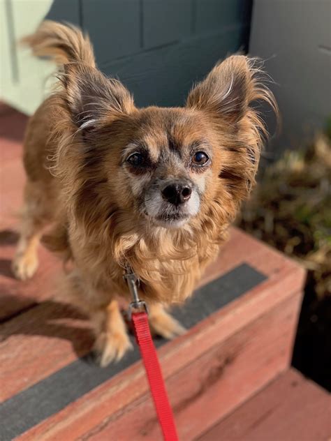 Chihuahua Papillon Mix