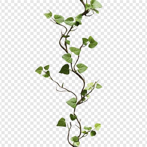 Elegant Vine Clip Art Vine Clipart Images Browse 24481 Stock