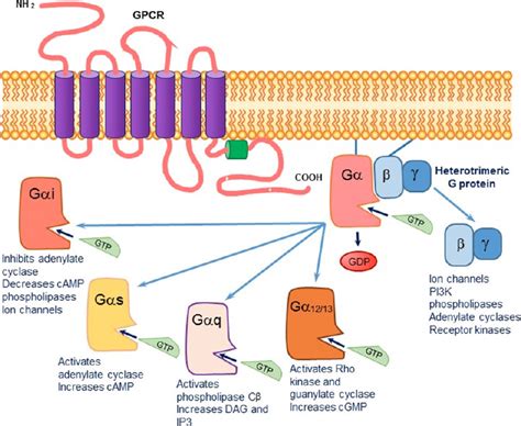 From Gmp To Gtp