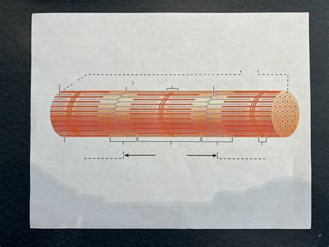 Sarcomere Diagram Quizlet