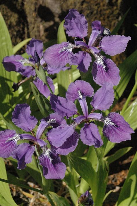 Photo 35311 Iris Tectorum Plant Lust