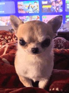Chihuahua Angry ‑it Tenor