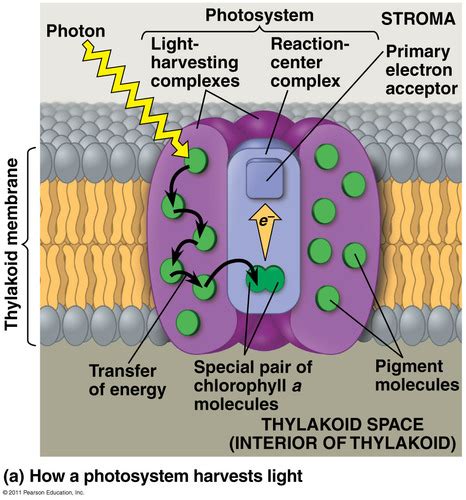 Photosynthesis Flashcards Quizlet