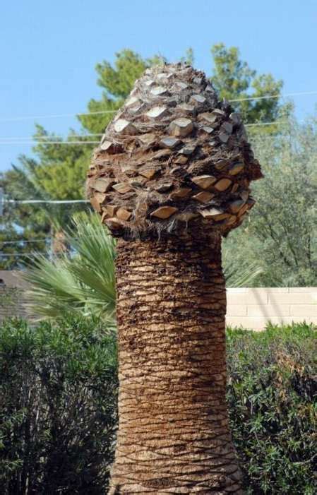 Curious Funny Photos Pictures Sexy Trees Pics