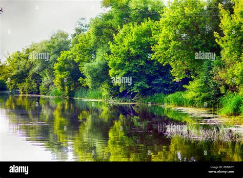 Trees On The River Side Stock Photo Alamy