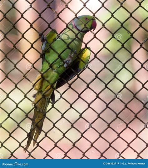 Green Parrot On Cage Stock Image Image Of Park Wildlife 206352717