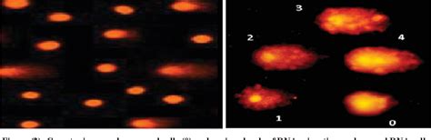 Figure 2 From Evaluation Of Hprt Gene Mutation And Comet Assay In Some