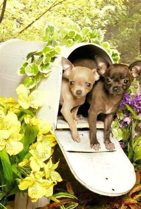 Allyson Thomas Allyson70872764 Twitter