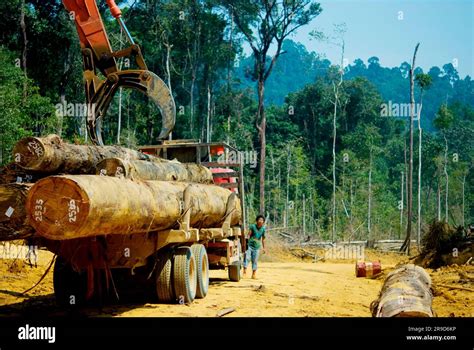 Conventional Logging Practices In Indonesia Stock Photo Alamy