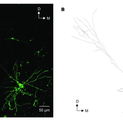 Morphological Identification Of Layer V Pyramidal Neurons From The