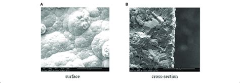 A Surface B Cross Section Sem Photographs Of The Download