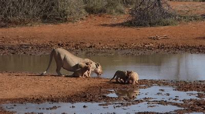 Tswalu Lion Cubs Running Up Dune At Watering Hole 5 1st Sep 2014 On