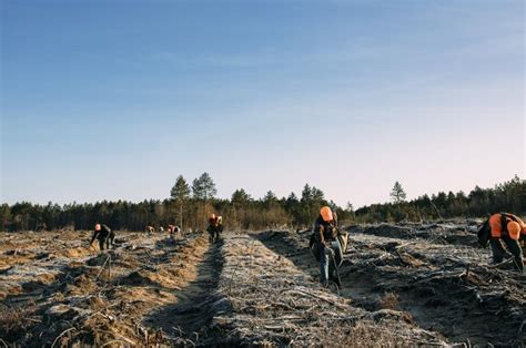 Our Approach Arbor Day Foundation