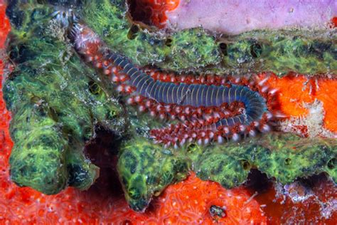 Fireworm Bilder Bläddra Bland 717 Stockfoton Vektorer Och Videor Adobe Stock