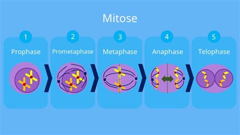 Mitosestadier Interfase 89 Tausend Mitose Lizenzfreie Bilder