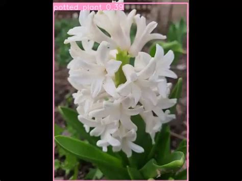 Gayatri Priya On Linkedin I Have Completed A Task On Object Detection