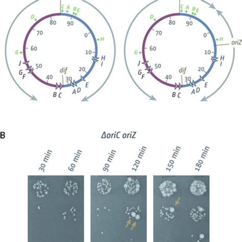 Replication Profiles Of E Coli Cells With One And Two Replication
