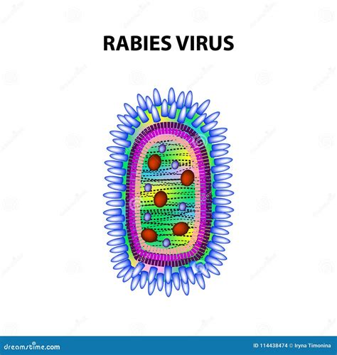 Diagram Of Rabies Virus Particle Structure Stock Photo Cartoondealer Com