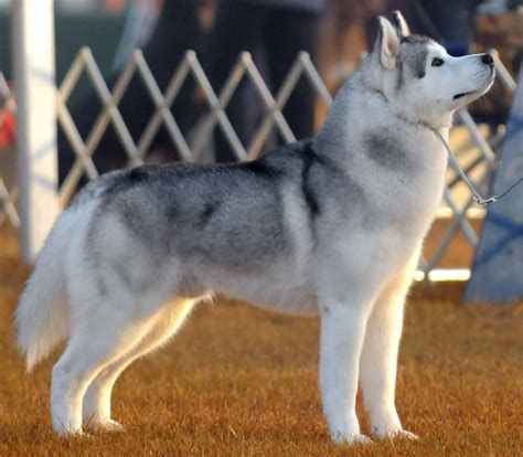 Siberian Husky Archives Fuzzy Today