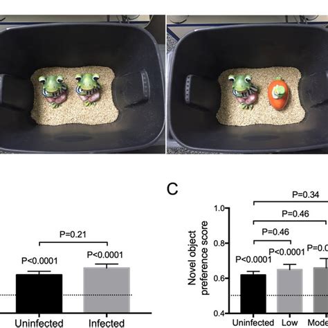 Novel Object Recognition Nor Task A Experimental Set Up Using The
