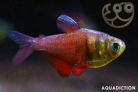 Orange Von Rio Flame Tetra Hyphessobrycon Flammeus Hi Res Stock