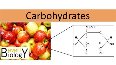 Carbohydrates Regular Biology Youtube