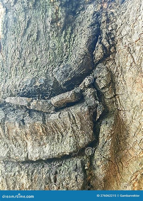 Mango Tree Trunk Detail Texture Stock Image Image Of Mango Tree