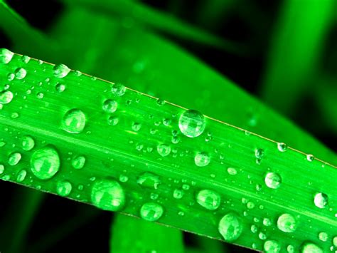 무료 이미지 잎 녹색 선도 이슬 식물 배경 젖은 하락 선명한 생명 신선한 자연스러운 비 환경 정원 여름 봄 성장 닫다 잔디 청정
