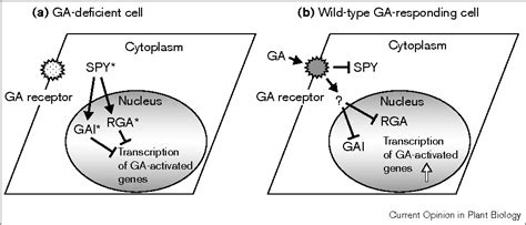 Figure 1 From Gibberellin Signal Transduction Semantic Scholar
